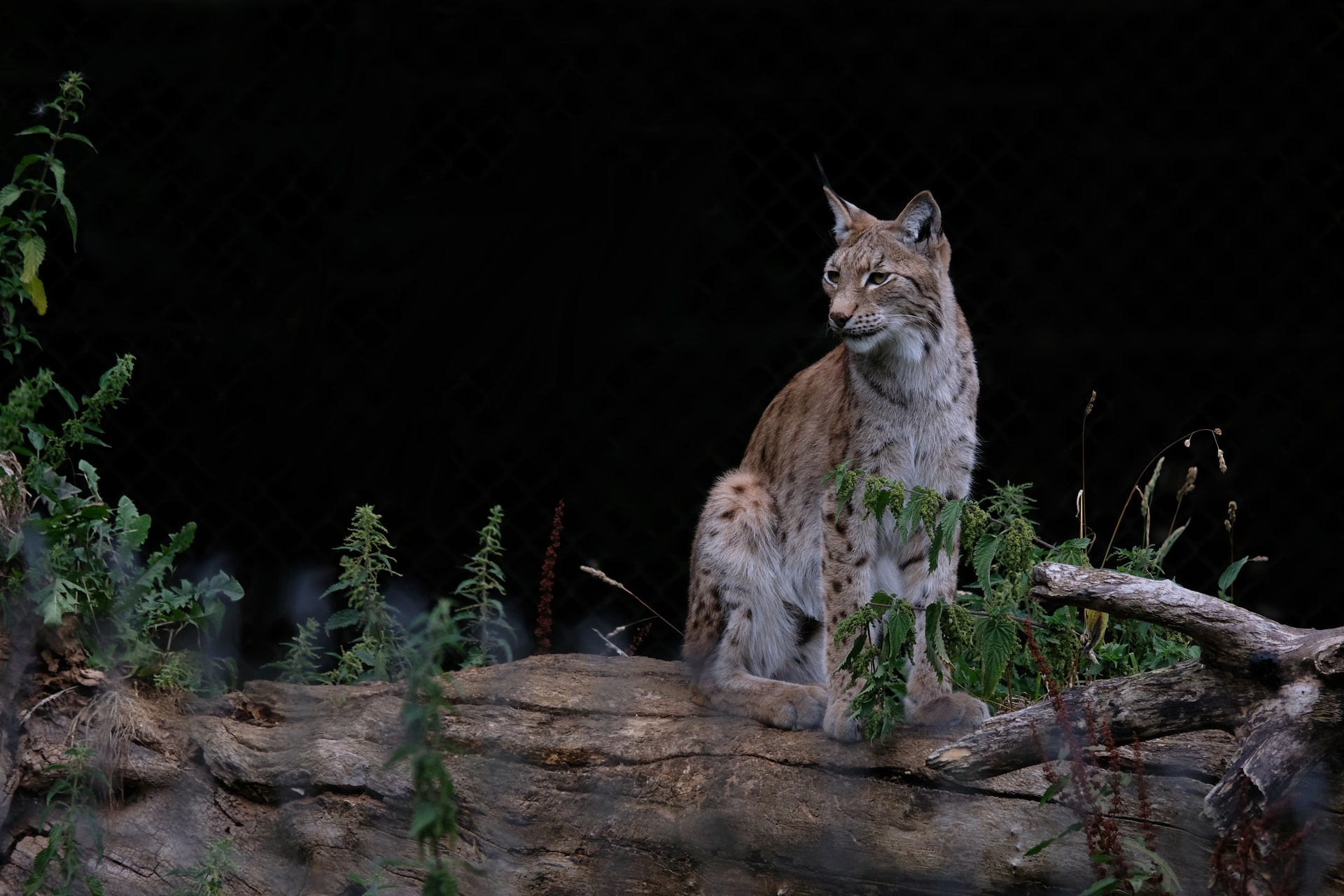 Upoznajte najređu mačku na svetu | Original